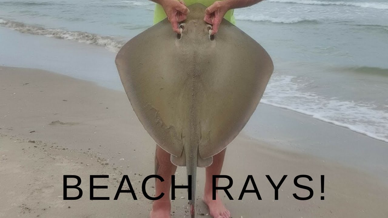 Calmest Fishing for Rays on a Flat Ocean - YouTube