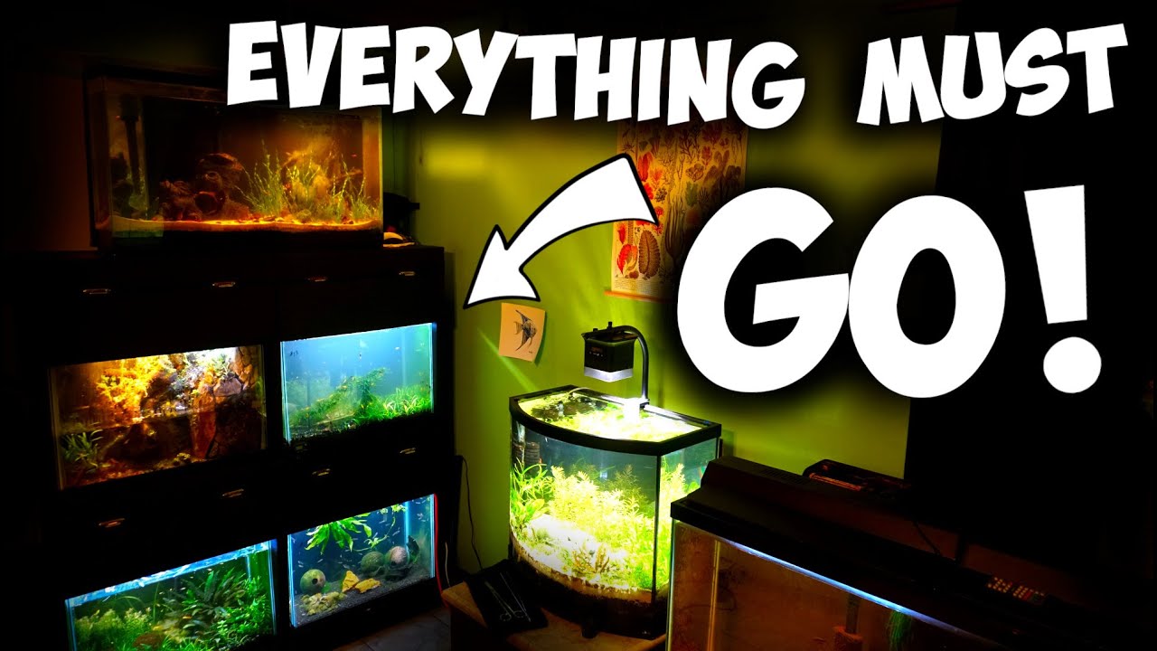 THE LAST Fish Studio Update - Everything Must GO! - YouTube