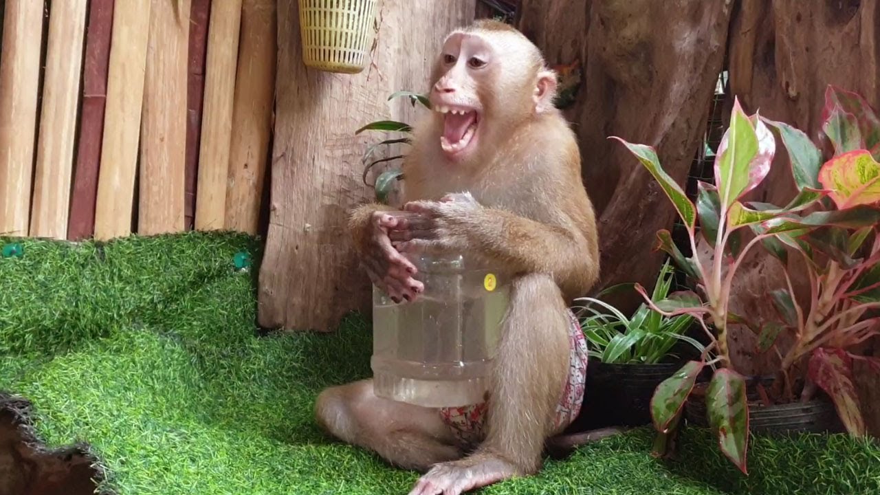 MG! Just monkey Koko extremely cries like this angry Dad touch his bottle fish /Koko&Yoko ...