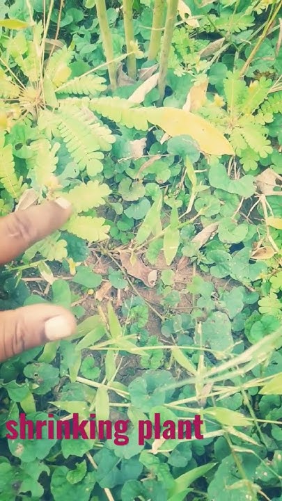 shrinking plants - YouTube