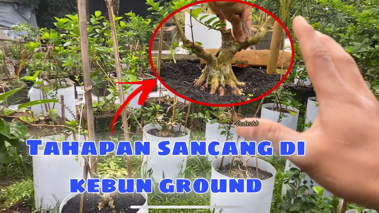 Tahapan bonsai sancang themax di kebun 🌲 - YouTube