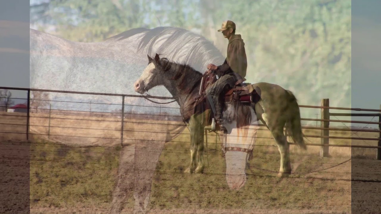 Blue Roan Pinto pony mare - YouTube