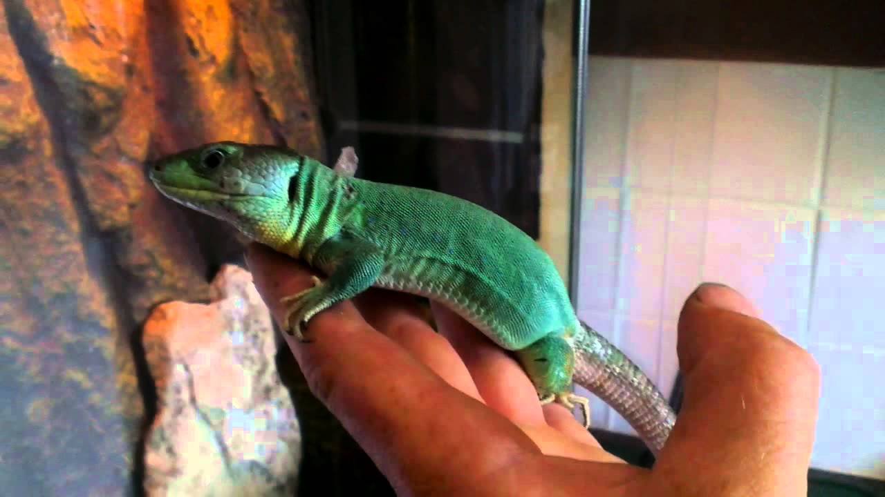Timón pater Tunisian eyed lizard , male . - YouTube
