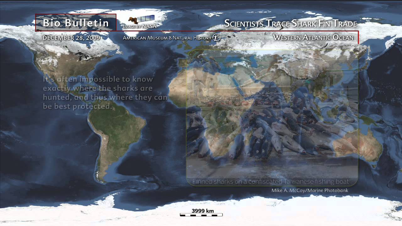 Science Bulletins: Scientists Trace Shark Fin Trade - YouTube