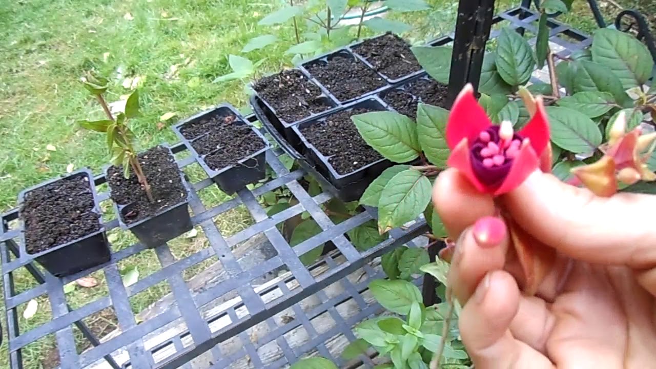 Fuchsias /How to take starts from a fuchsia - WildcraftWellness - YouTube