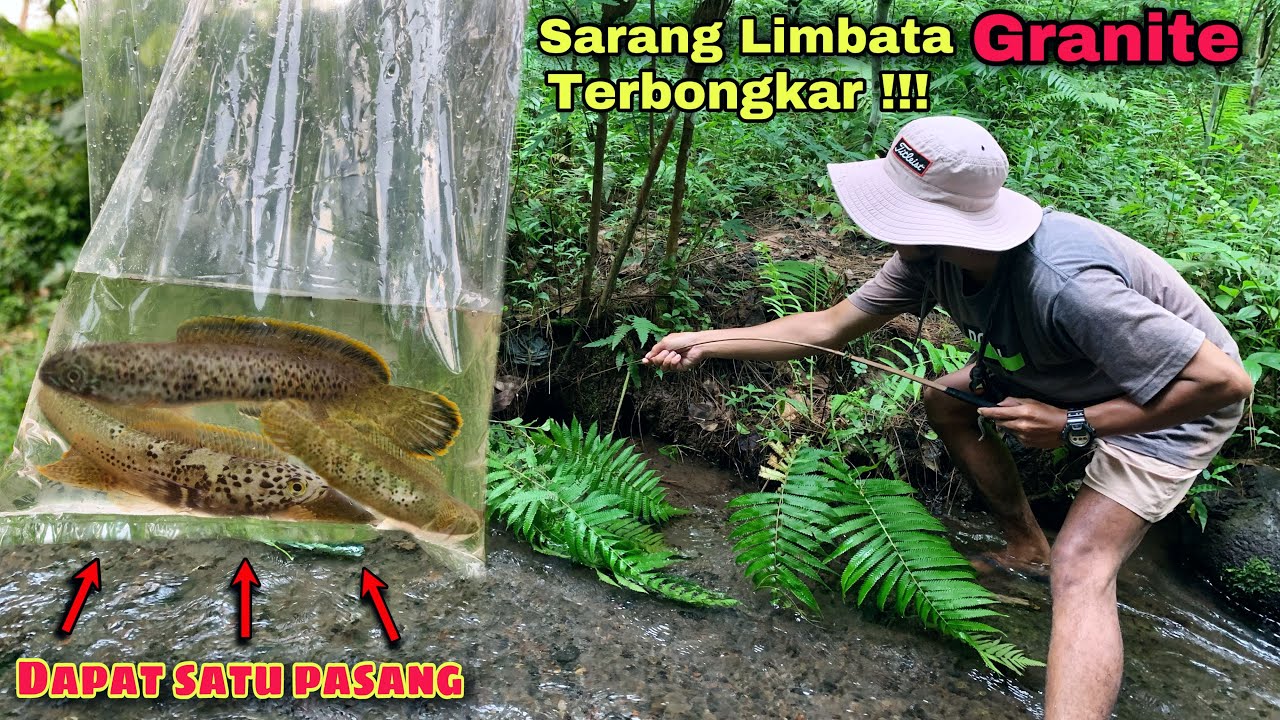 Mancing channa limbata granite dapat sepasang, full dot semua !!! Mantap!!! - YouTube