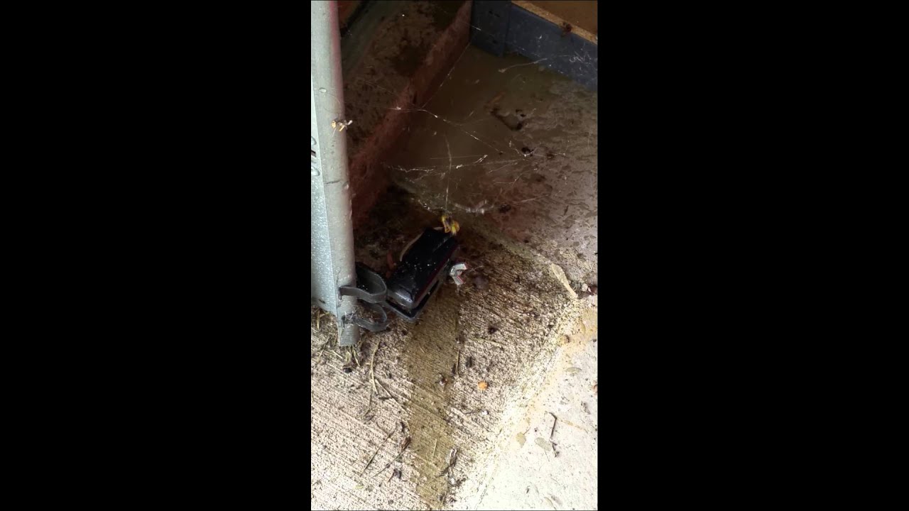 Bee and Spider vs. Urine - YouTube