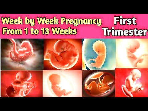 Pregnancy week by week || 1 - 13 weeks || fetus development || 1st ...