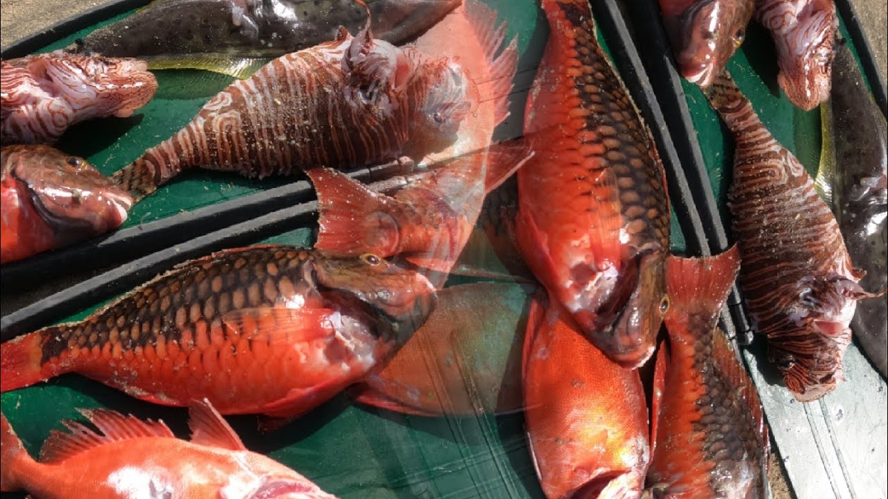 Spearfishing For Red Fish 🐟 And Poisonous LionFish - YouTube