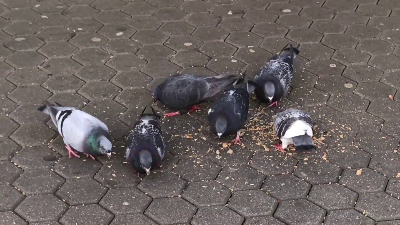 Tauben beim fressen Columbidae pidgeon eating - YouTube