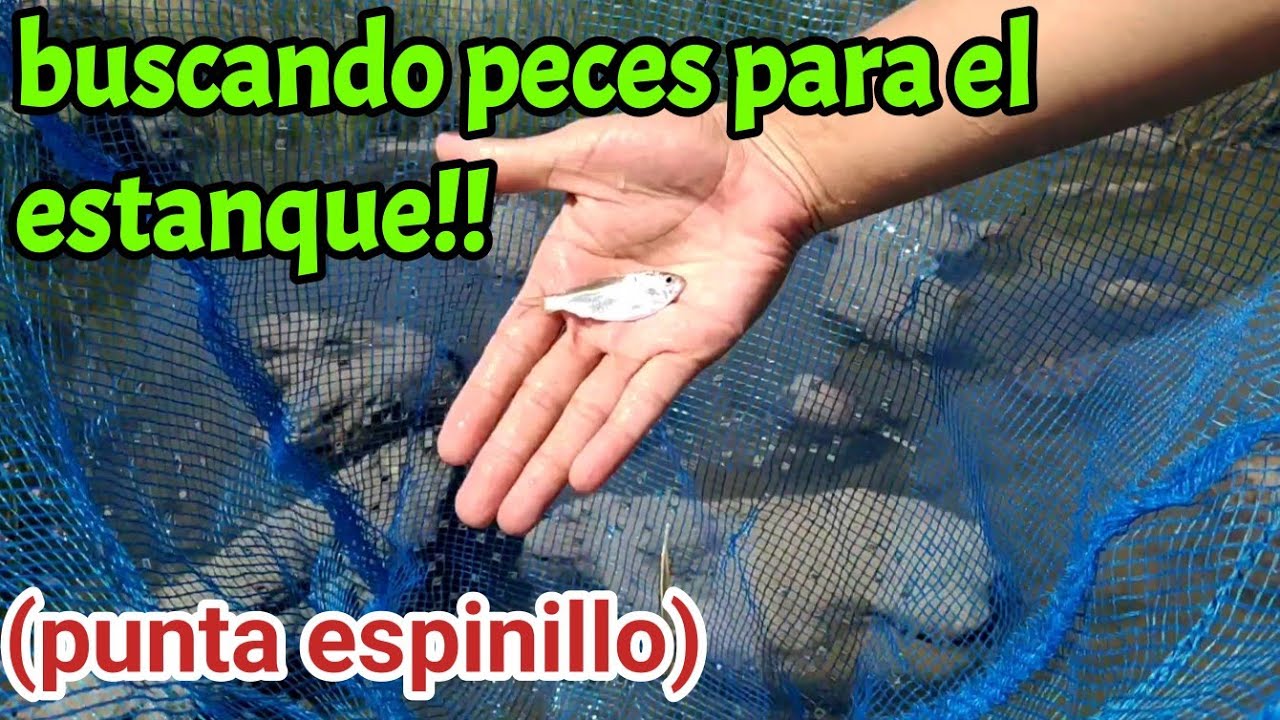 en busca de peces para el estanque (punta espinillo) - YouTube