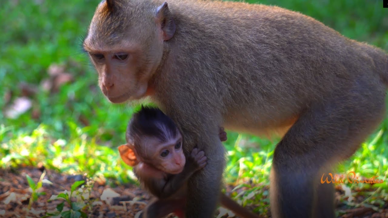 Beautiful clip of Monkey Bishop and baby Bisha | Wild Primates ...