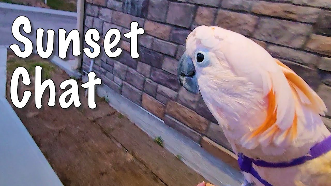 Sunset Chat - Max is Talkative (Subtitles) - YouTube