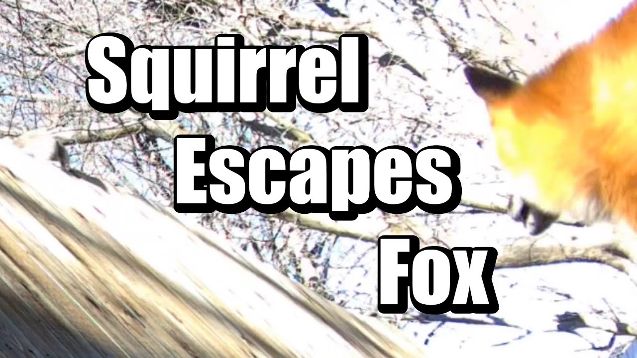 Failed fox attack 🦊- angry happy squirrel - YouTube