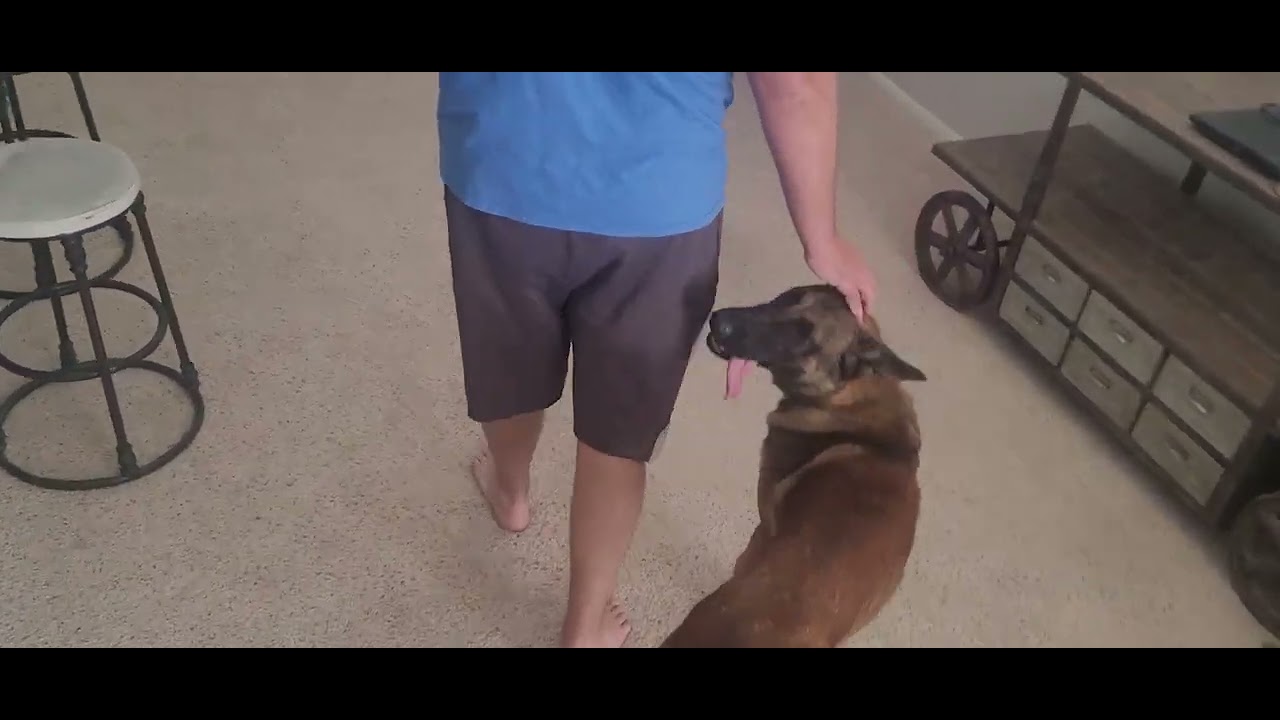 Milo Dog Walking series: Inside Walks, No leash - YouTube