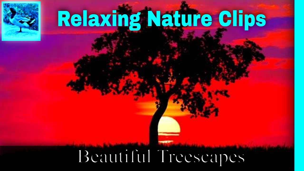 💙Love Beautiful Treescapes | Relieve Stress In 29 Minutes | Calm ...