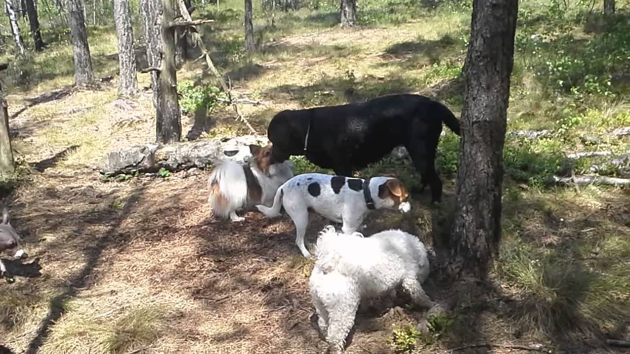 DoggieDog Hunddagis & Hundpensionat i Bohus, Ale(4) - YouTube
