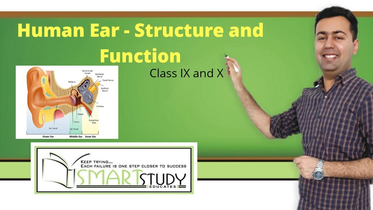 IX CBSE | X ICSE | Physics | Biology | The Human Ear | - YouTube