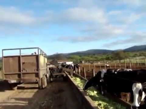 Feeding cactus to cattle with a tractor - YouTube