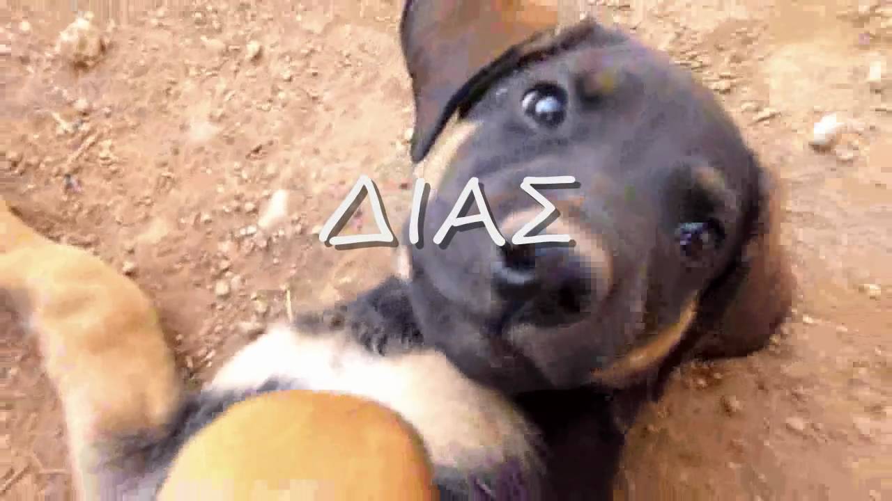 ΔΙΑΣ & ΡΕΑ: ΚΟΥΤΑΒΑΚΙΑ ΨΑΧΝΟΥΝ ΣΠΙΤΙ! - YouTube