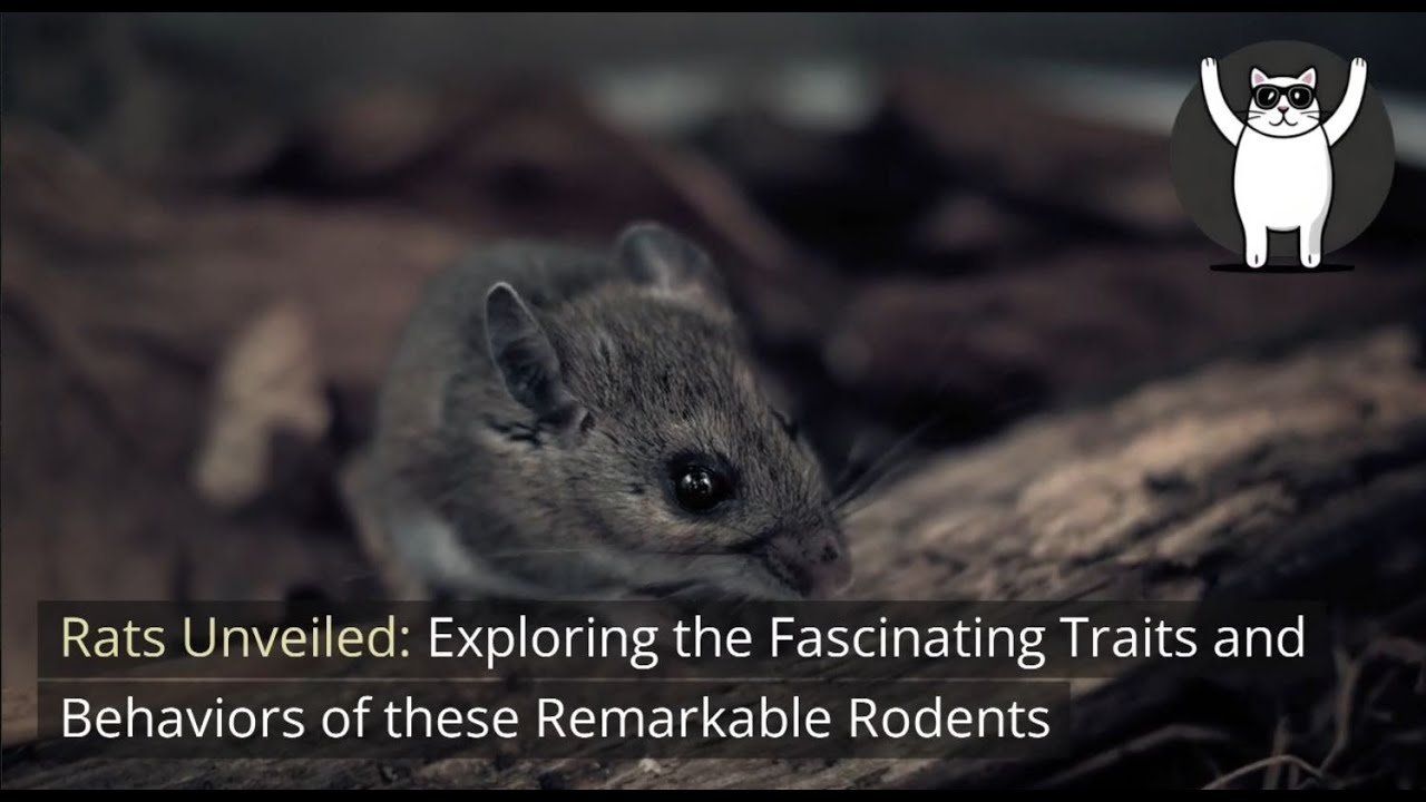 Rats Unveiled: Exploring the Fascinating Traits and Behaviors of these ...