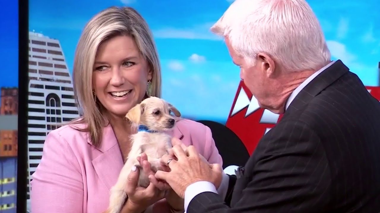 San Antonio Humane Society pet adoption candidate: Duke - YouTube