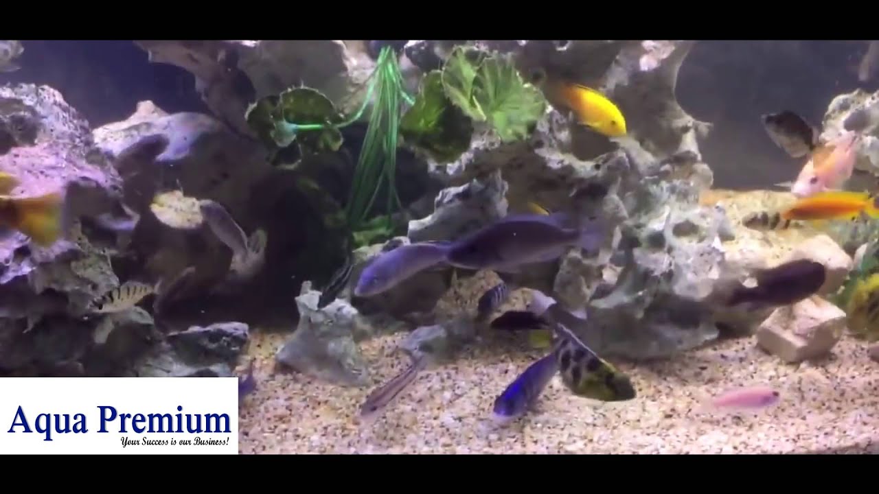 Dainichi fish food is here in Australia - YouTube