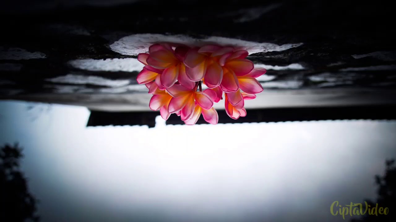 Falling In Reverse - Losing My Life ( Lirik Video) - YouTube Music