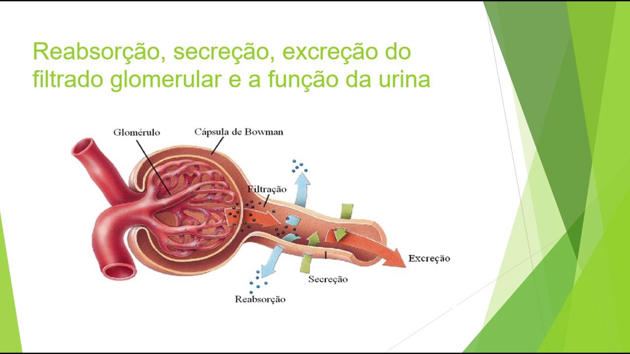 fisiologia do sistema renal - YouTube