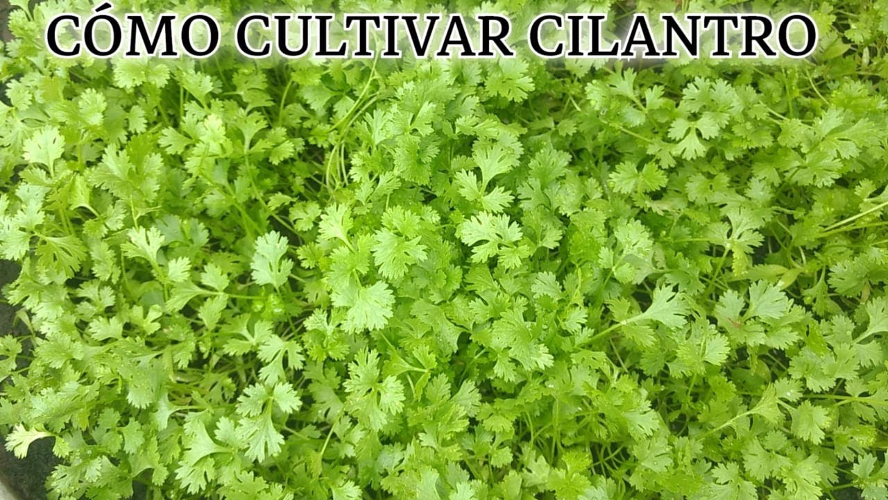 como cultivar cilantro en casa usando botellas de plásticos 🍾♻️🌱 - YouTube