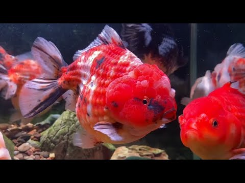 [4K UHD] Beautiful Ranchu & Oranda Goldfish: Must-See Collection - YouTube