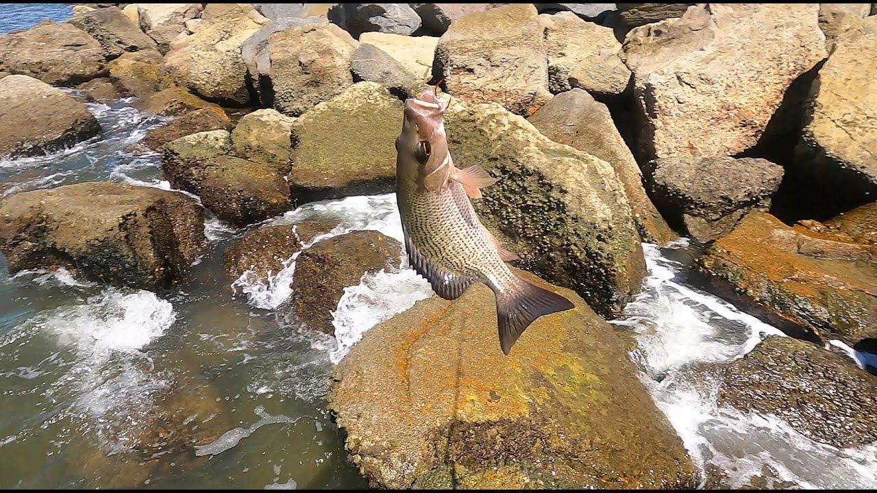 Surf Fishing: Snapping Up the Action - YouTube