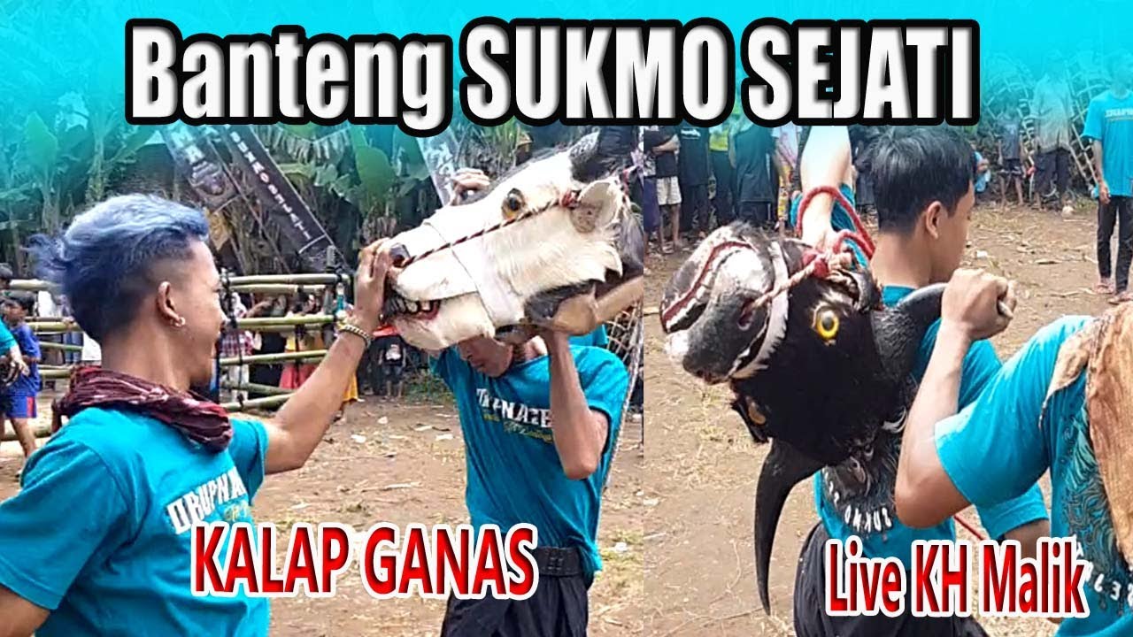 Full KALAPAN Bantengan SUKMO SEJATI Live KH Malik 3 - YouTube