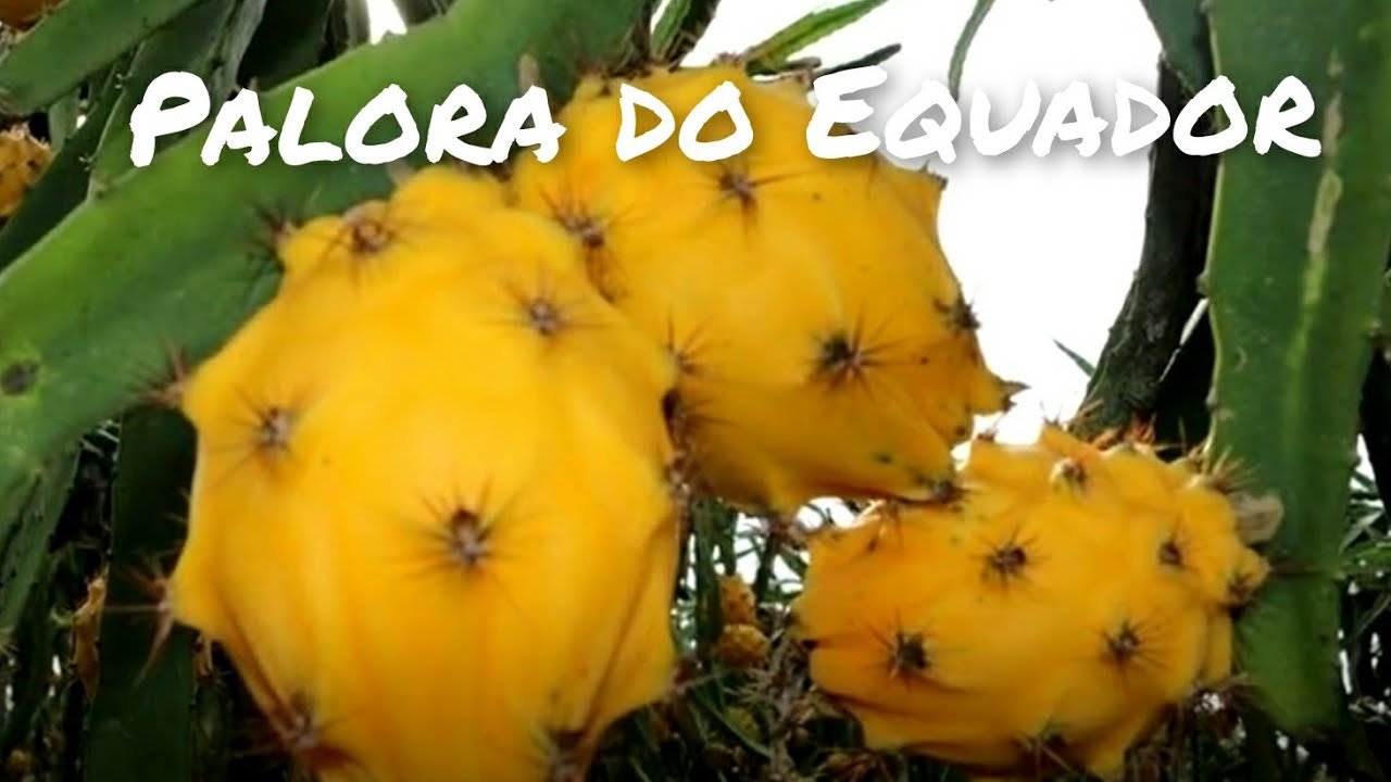 Florada da Pitaya Palora do Equador - YouTube