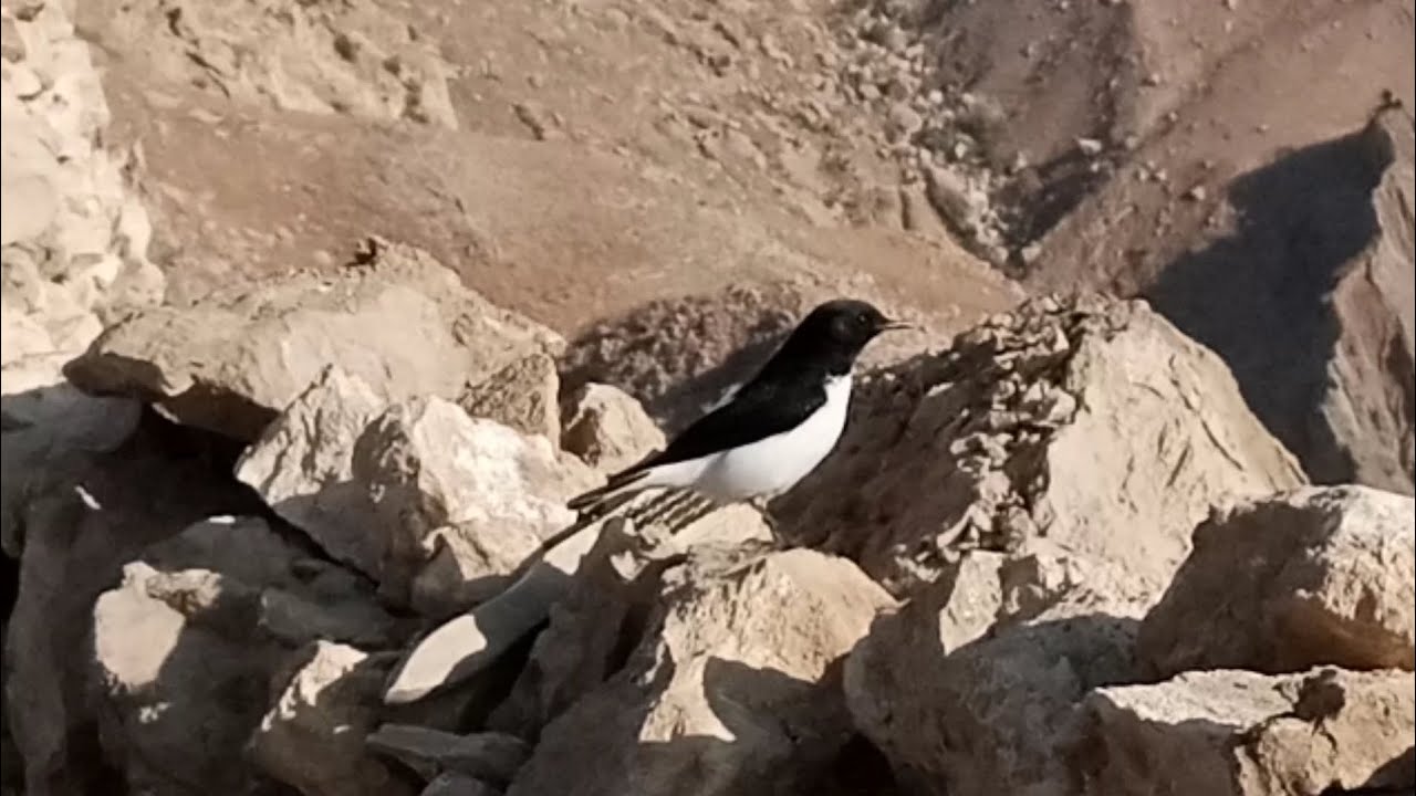How to hunt this precious bird | cute birds on this mountain - YouTube