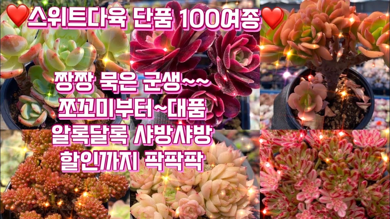5월 4일 ️스위트다육 단품 100여종 ️할인까지💕💕다육 다육이 다육식물 다육이키우기 Succulent Youtube