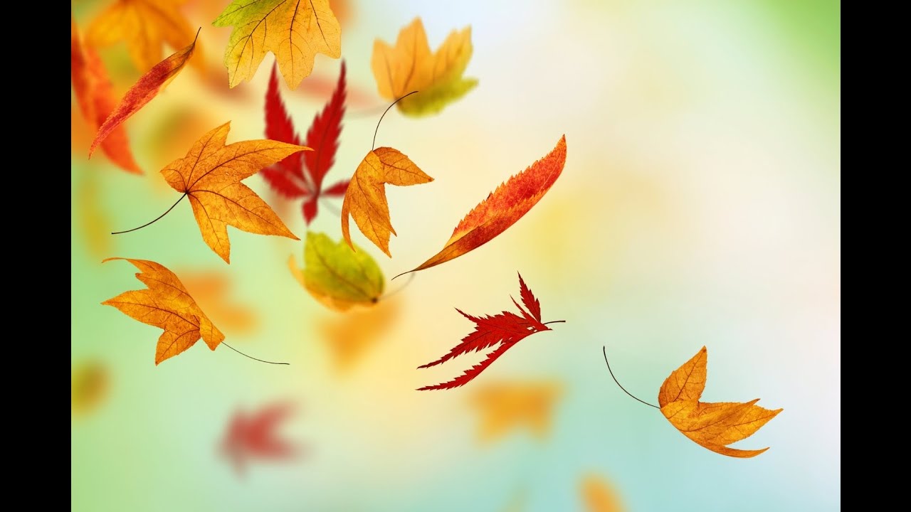 Dance of the Leaves and the Raindrops - YouTube