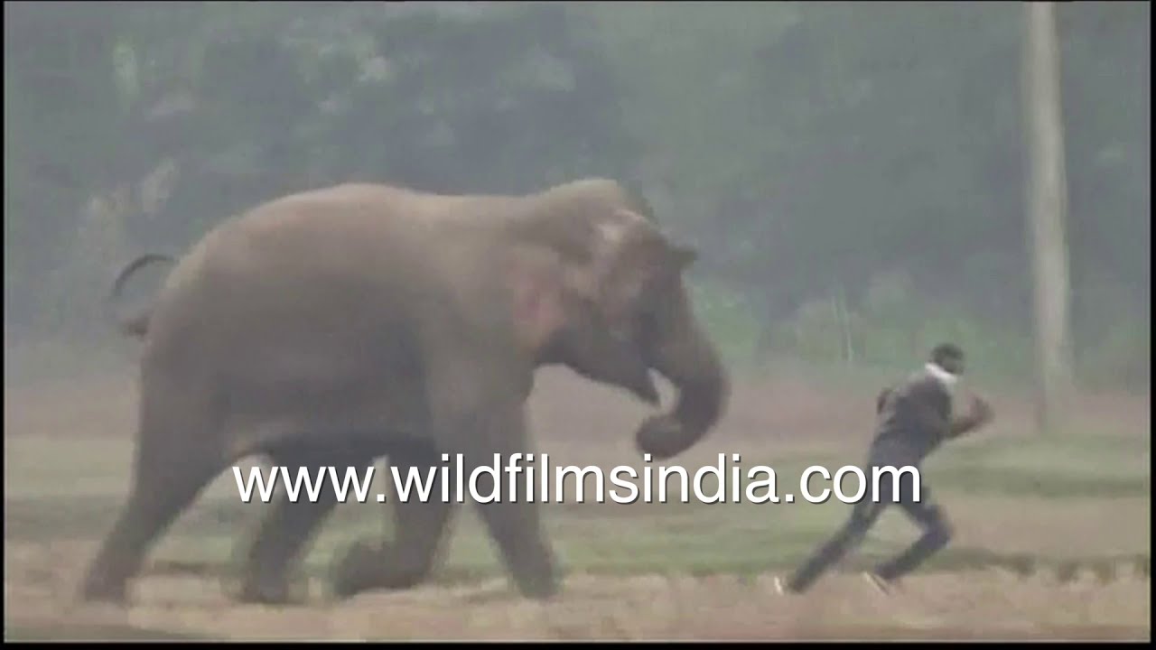 Elephant chases farmers off their fields in Odisha : high speed ...