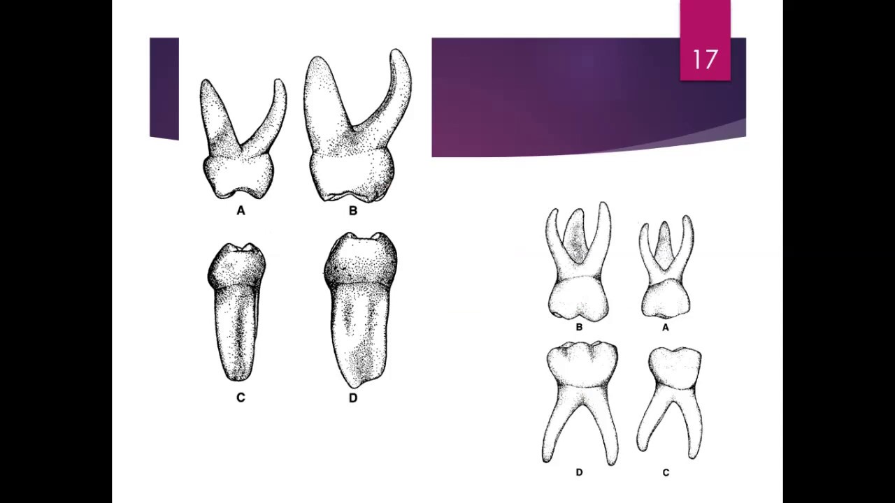 ANATOMY OF PRIMARY TEETH - YouTube