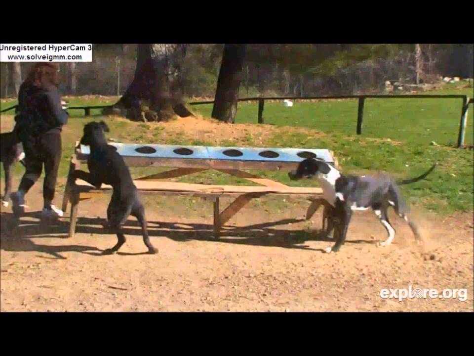 Service Dog Project - Great Danes - YouTube