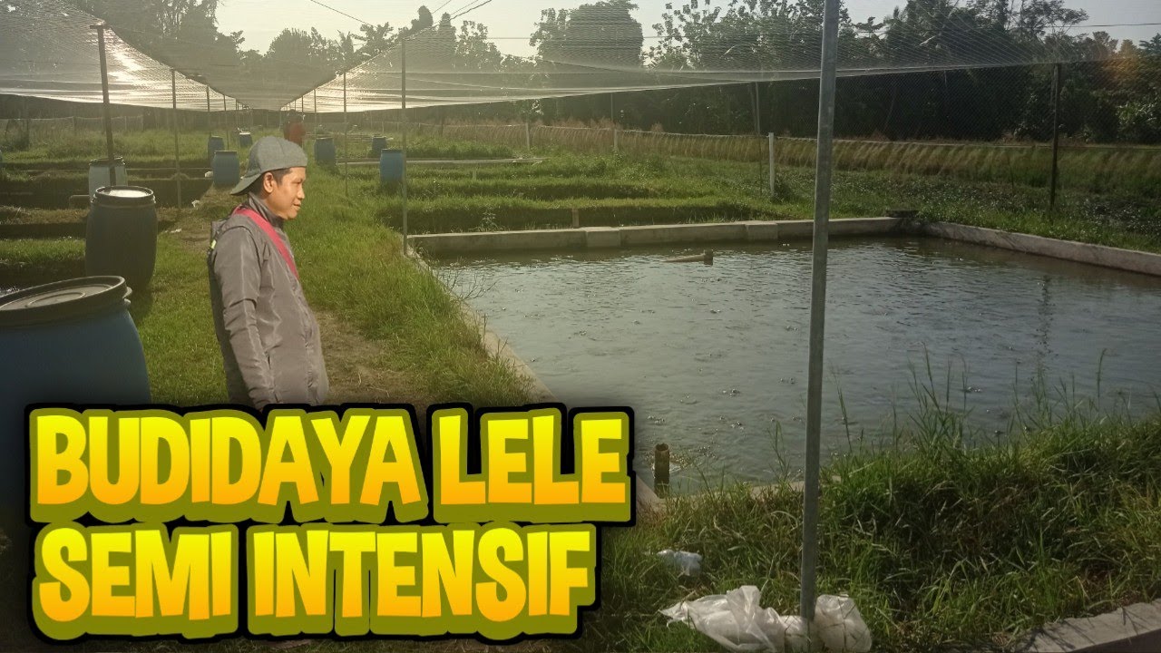 Budidaya ikan lele dengan sistem semi intensif - YouTube
