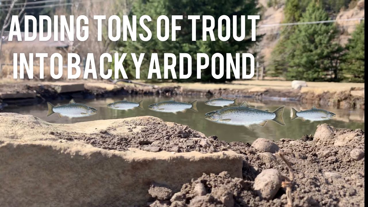 Stocking pond with tons of brown trout - YouTube