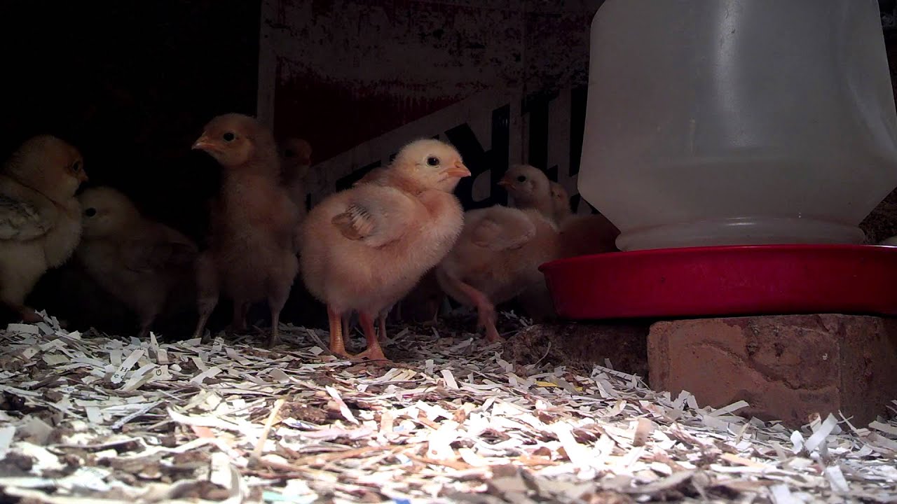 Chick Can....Batch 1 - YouTube