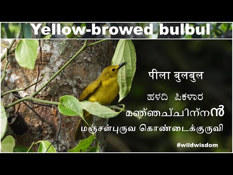 Yellow-browed bulbul || ಹಳದಿ  ಪಿಕಳಾರ || മഞ്ഞച്ചിന്നൻ || पीला बुलबुल ||Wild wisdom ||#50