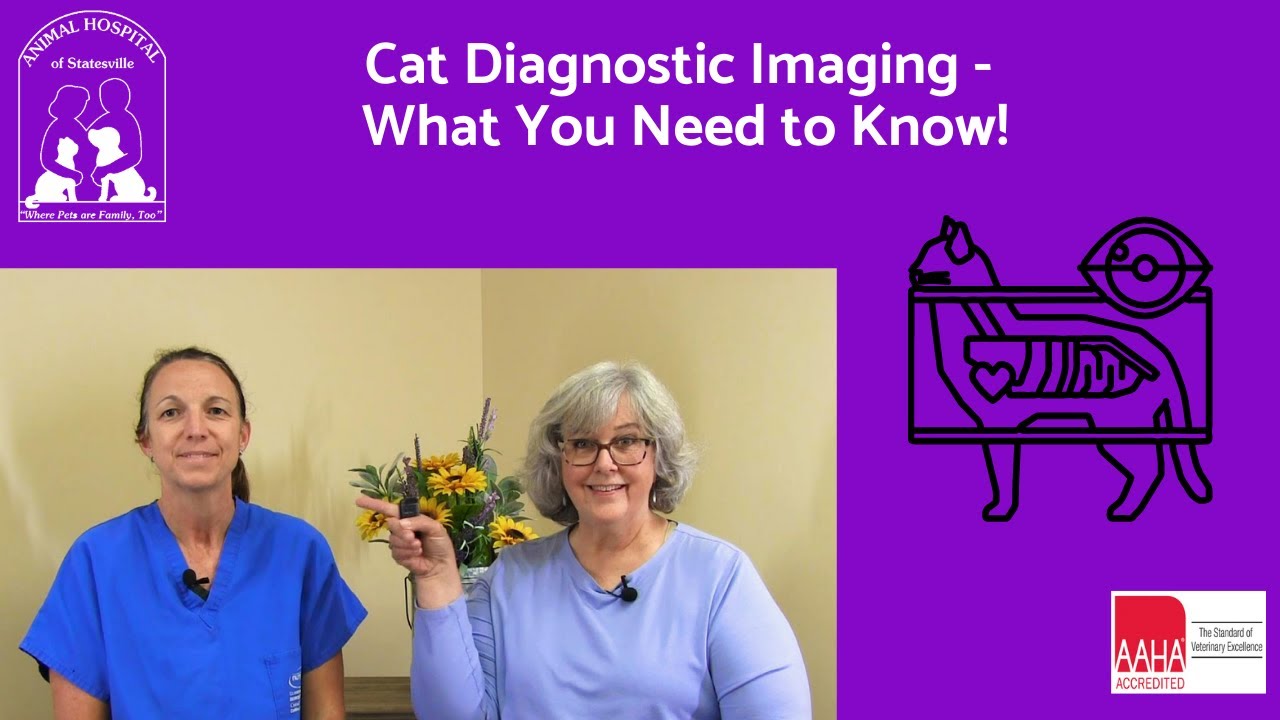 Cat Diagnostic Imaging Everything You Need to Know - YouTube
