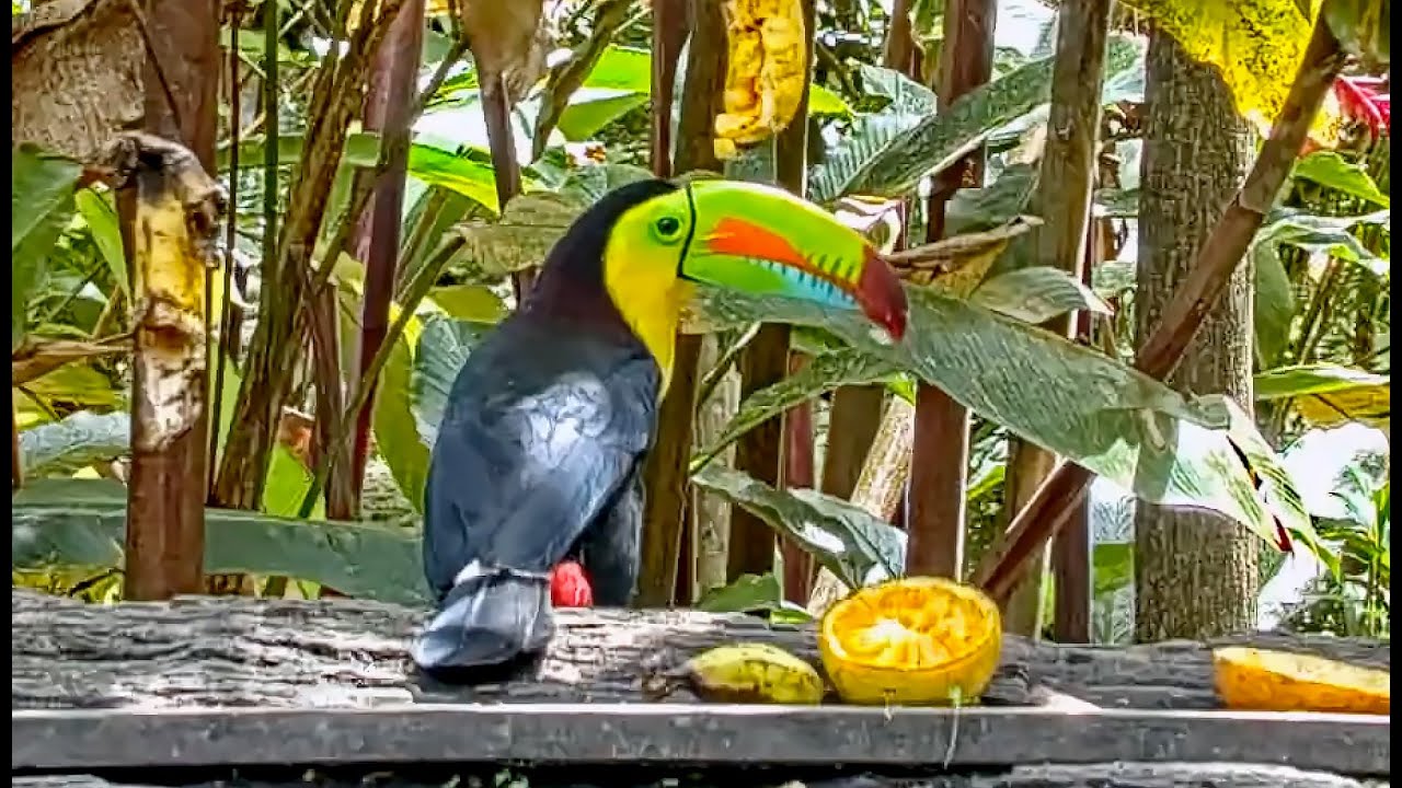 Keel-billed Toucan Takes a Break and a Bite on the Panama Platform ...
