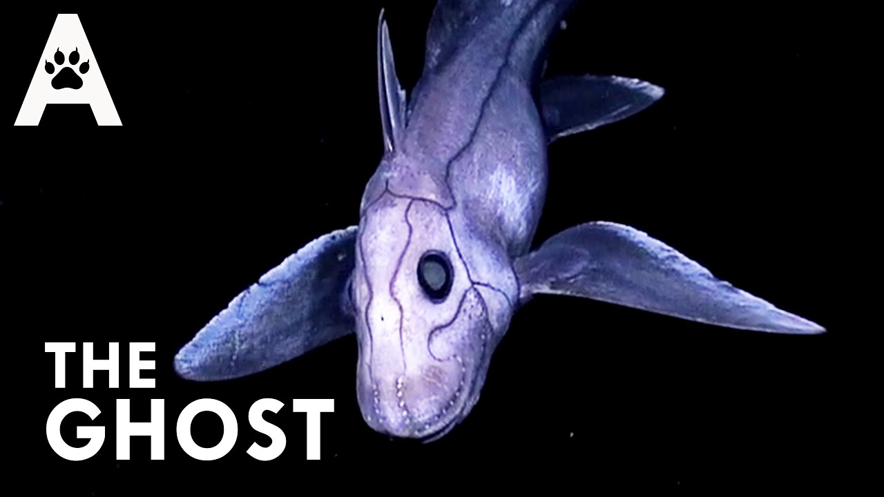 Chimaera: The Deep Sea Phantom - YouTube