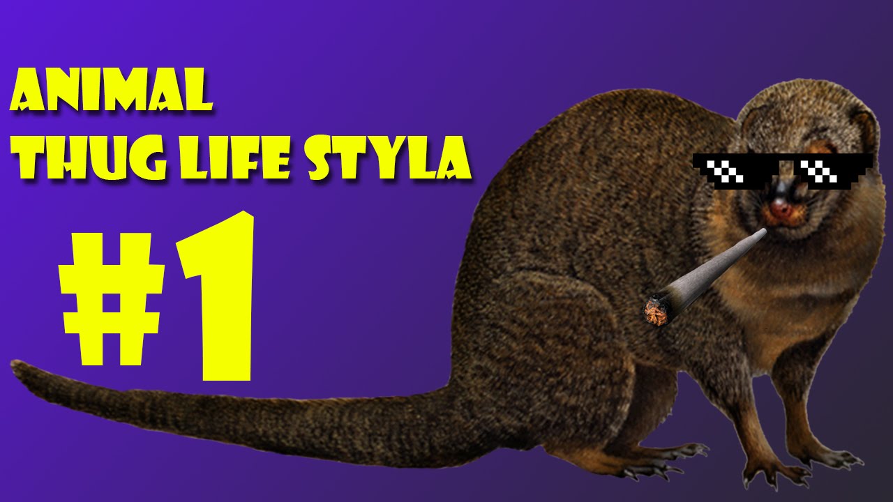 Animal Thug Life part 1 - YouTube