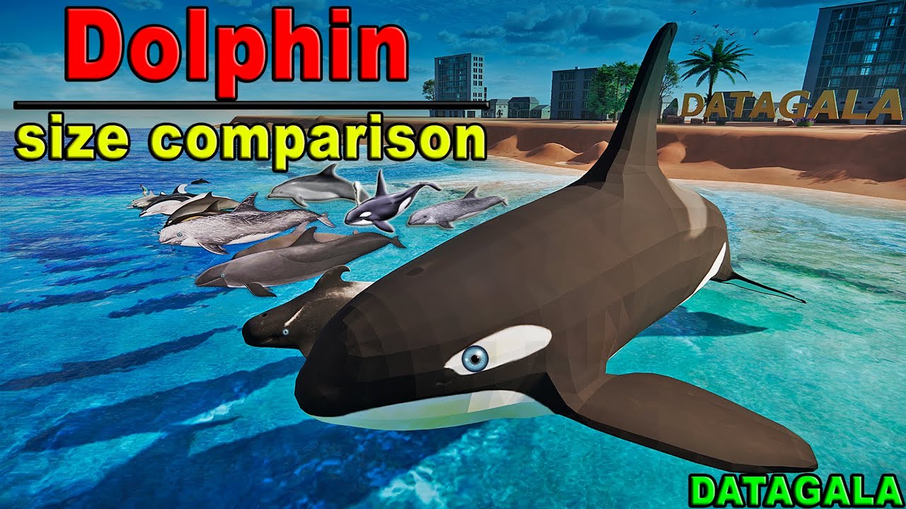Dolphin Size Comparison🦈🐬 Which Dolphin is the biggest? - YouTube