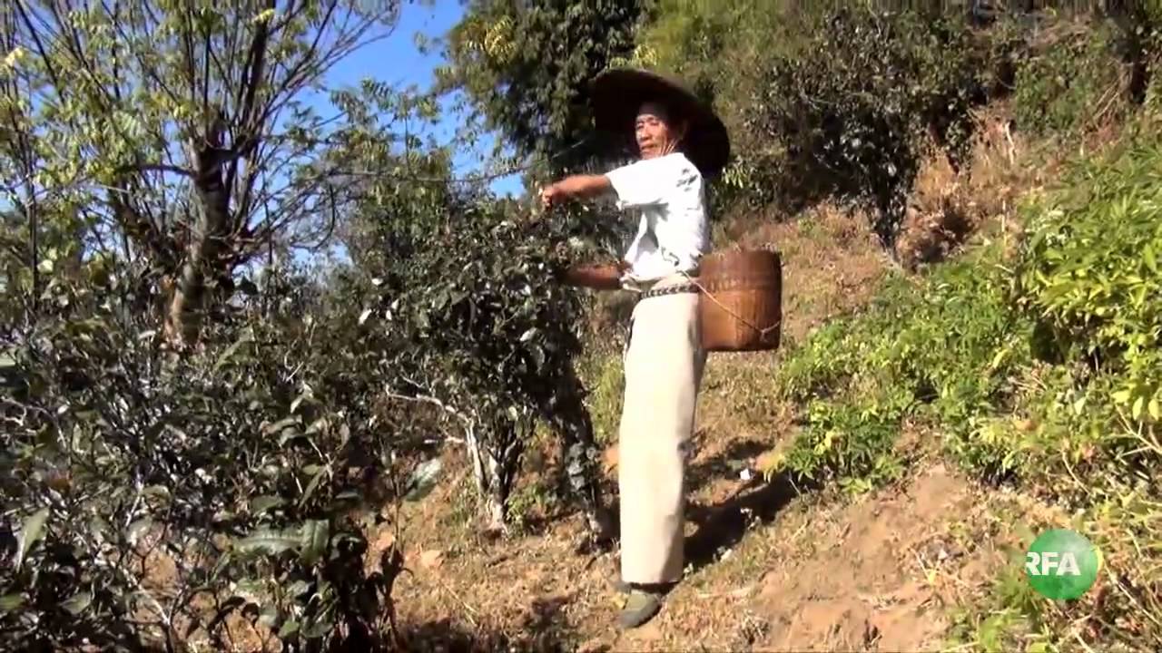 Tea Tree from the Northen Shan State - YouTube